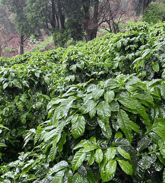 Verve Coffee | Archive | Costa Rica Francisco Mena | Single Origin